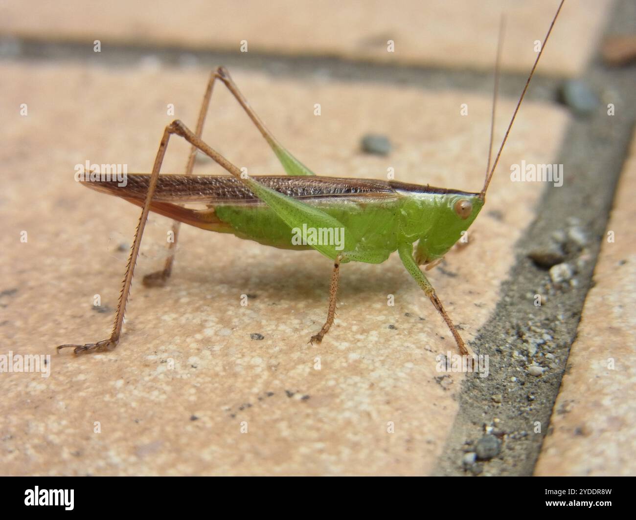 Spotted Meadow Katydid (Conocephalus maculatus Stock Photo - Alamy