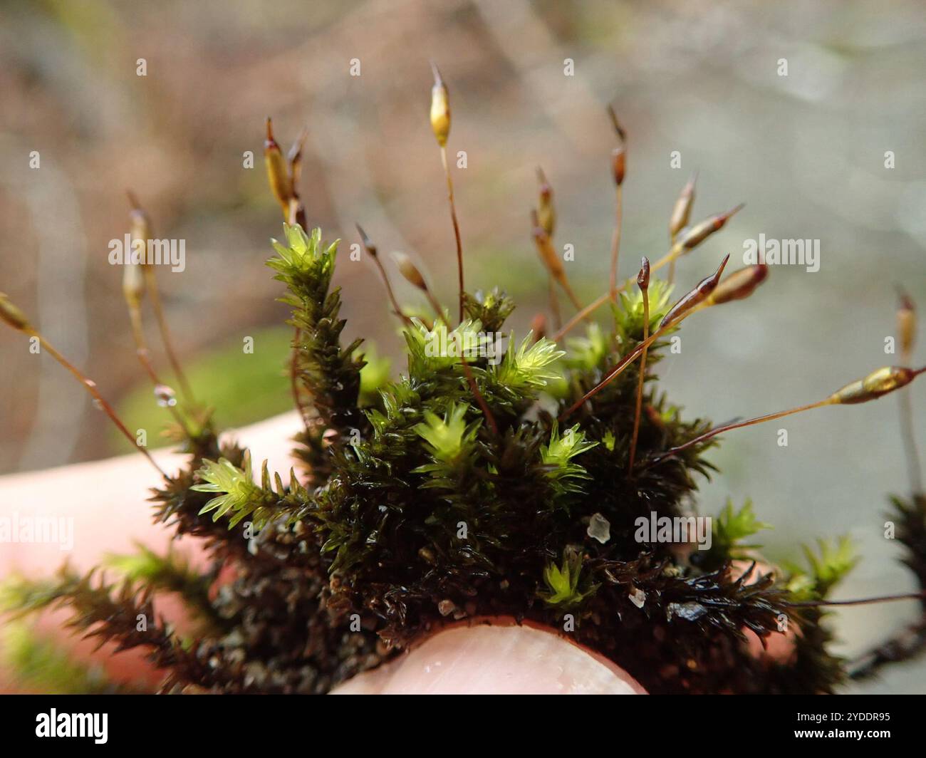 Yellow Fringe-moss (Racomitrium aciculare Stock Photo - Alamy