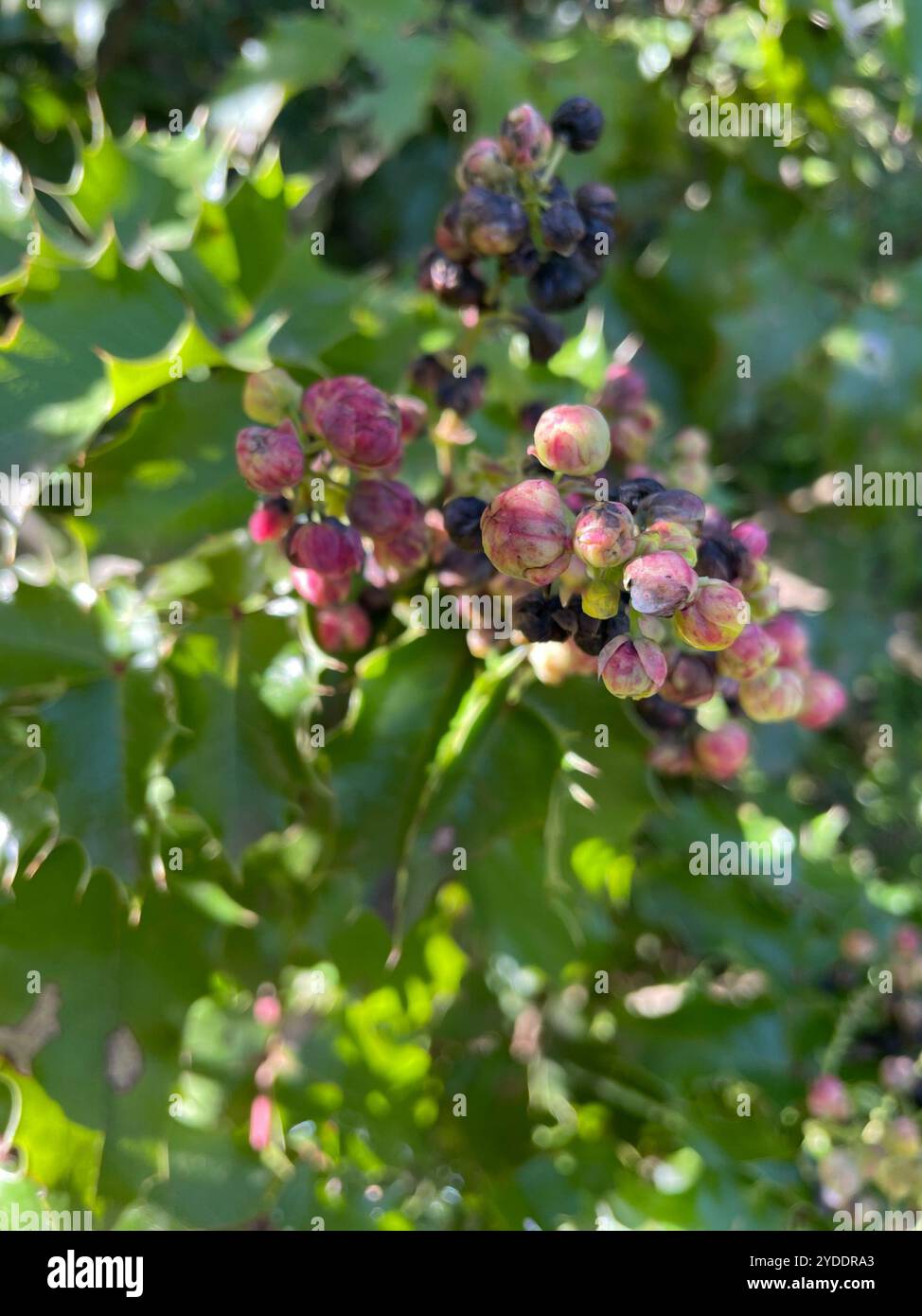Berberis pinnata hi-res stock photography and images - Alamy