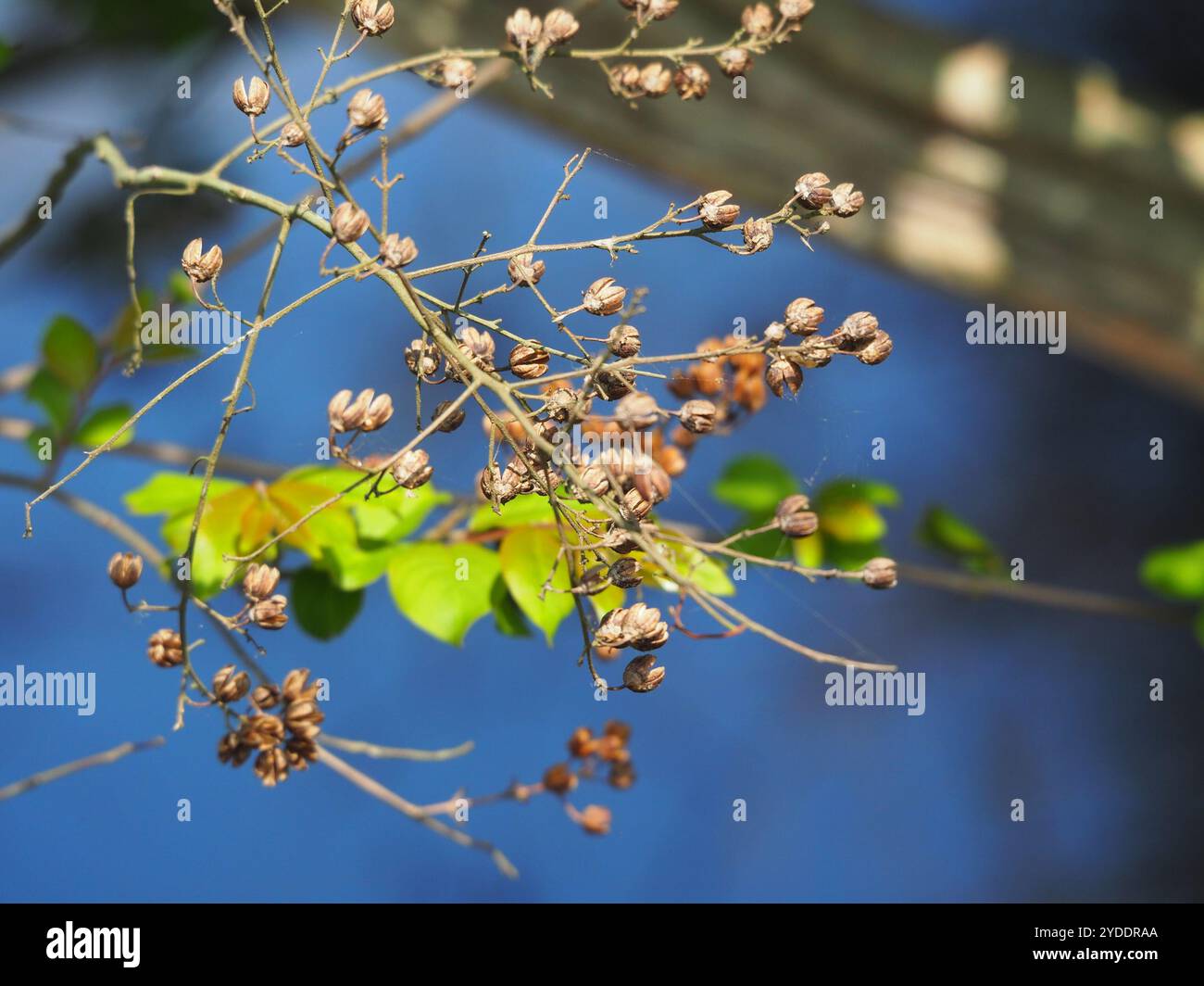 Subcostate Crape Myrtle (Lagerstroemia subcostata Stock Photo - Alamy
