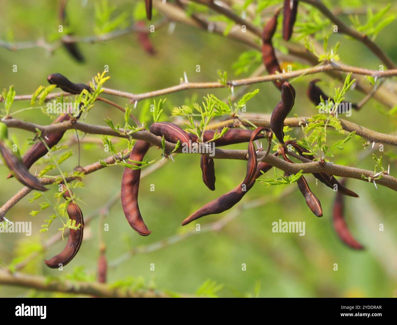 Sweet acacia (Vachellia farnesiana Stock Photo - Alamy
