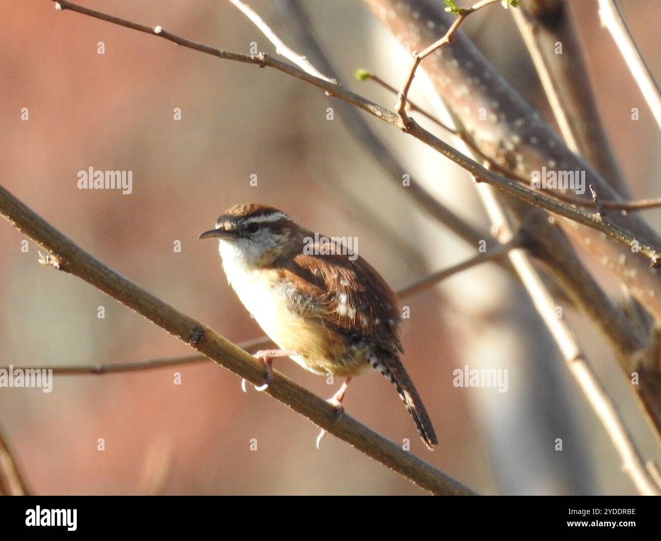 Carolina Wren (Thryothorus ludovicianus Stock Photo - Alamy