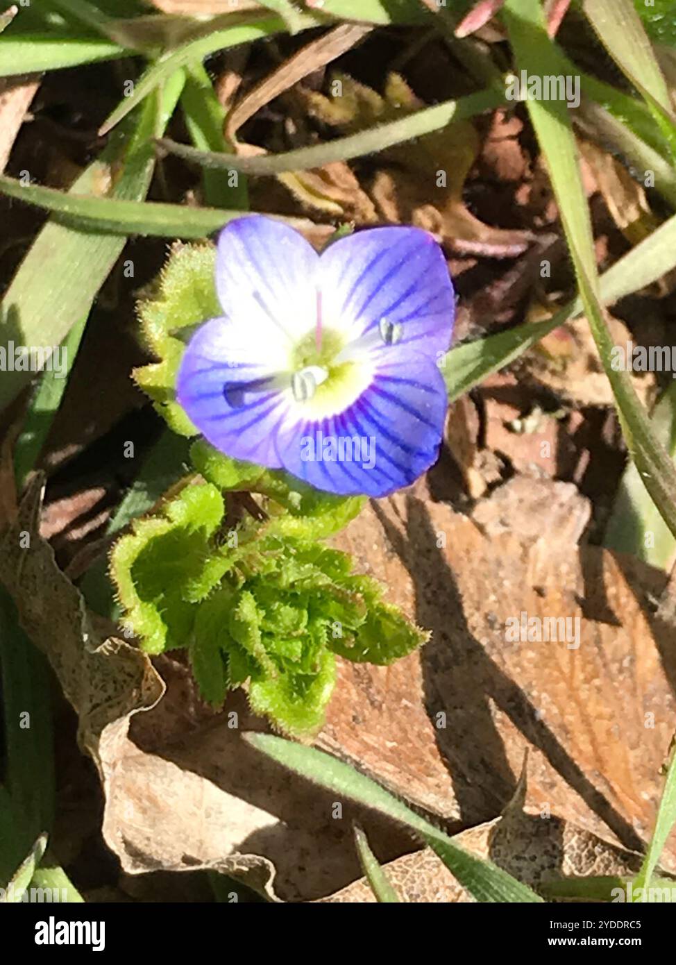 bird's-eye speedwell (Veronica persica Stock Photo - Alamy