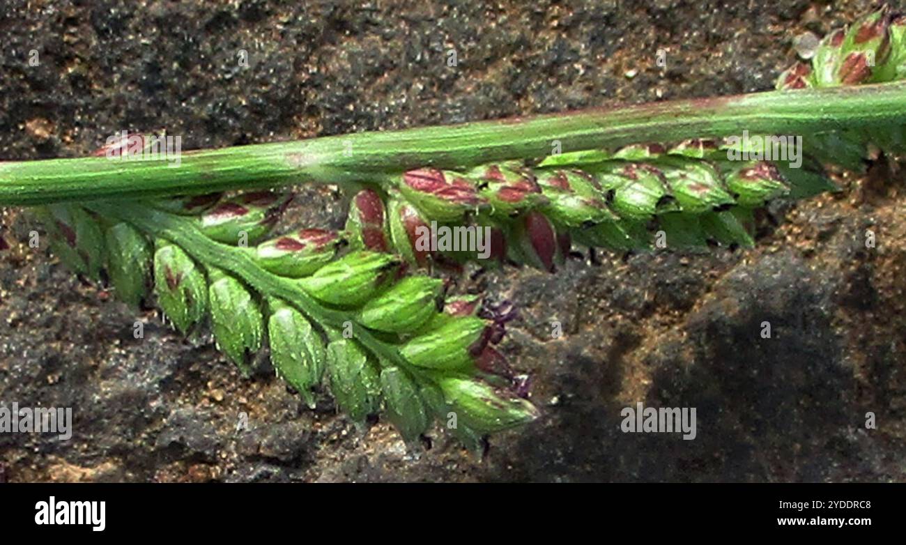 Jungle Rice (Echinochloa colonum Stock Photo - Alamy