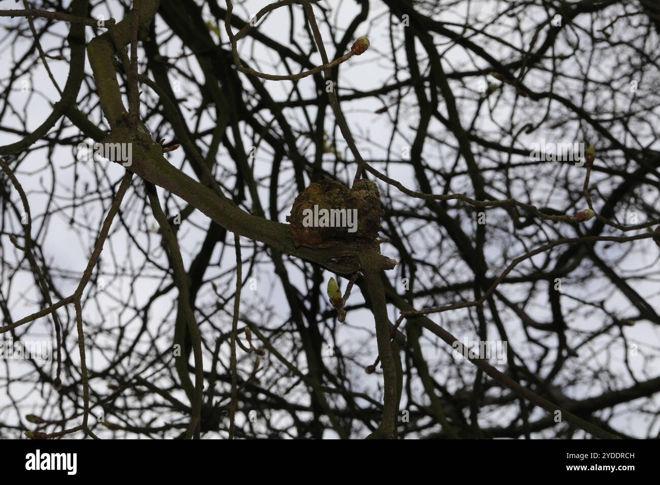bacterial crown gall (Agrobacterium radiobacter Stock Photo - Alamy