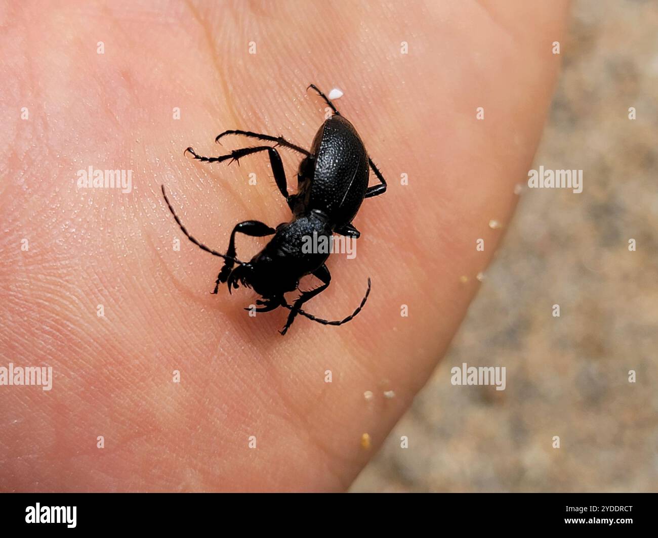 California Night-stalking Tiger Beetle (Omus californicus Stock Photo ...