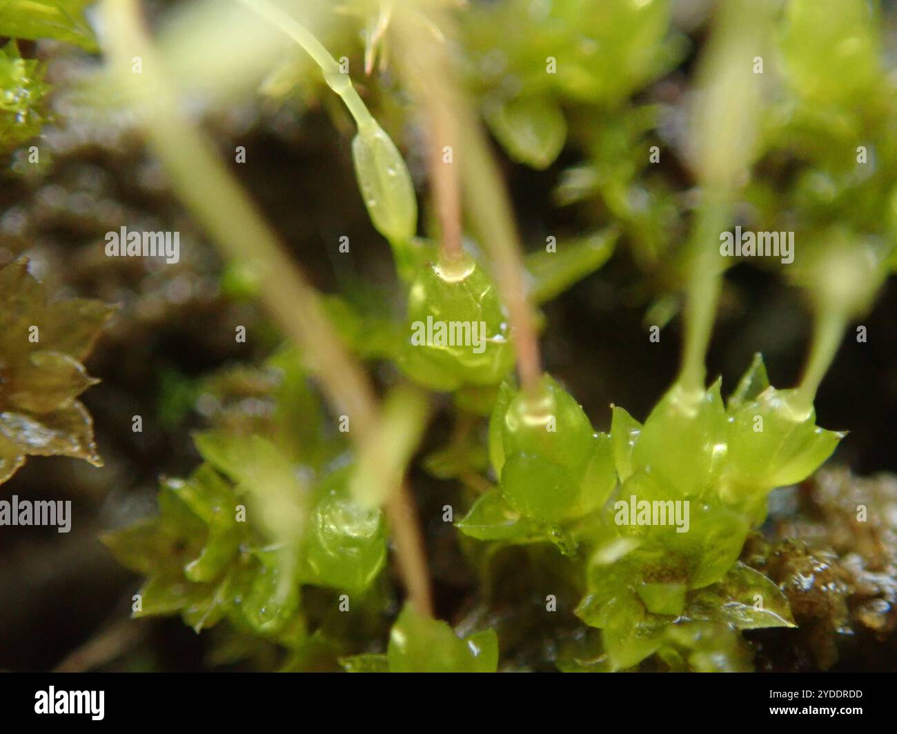 Bonfire moss (Funaria hygrometrica Stock Photo - Alamy