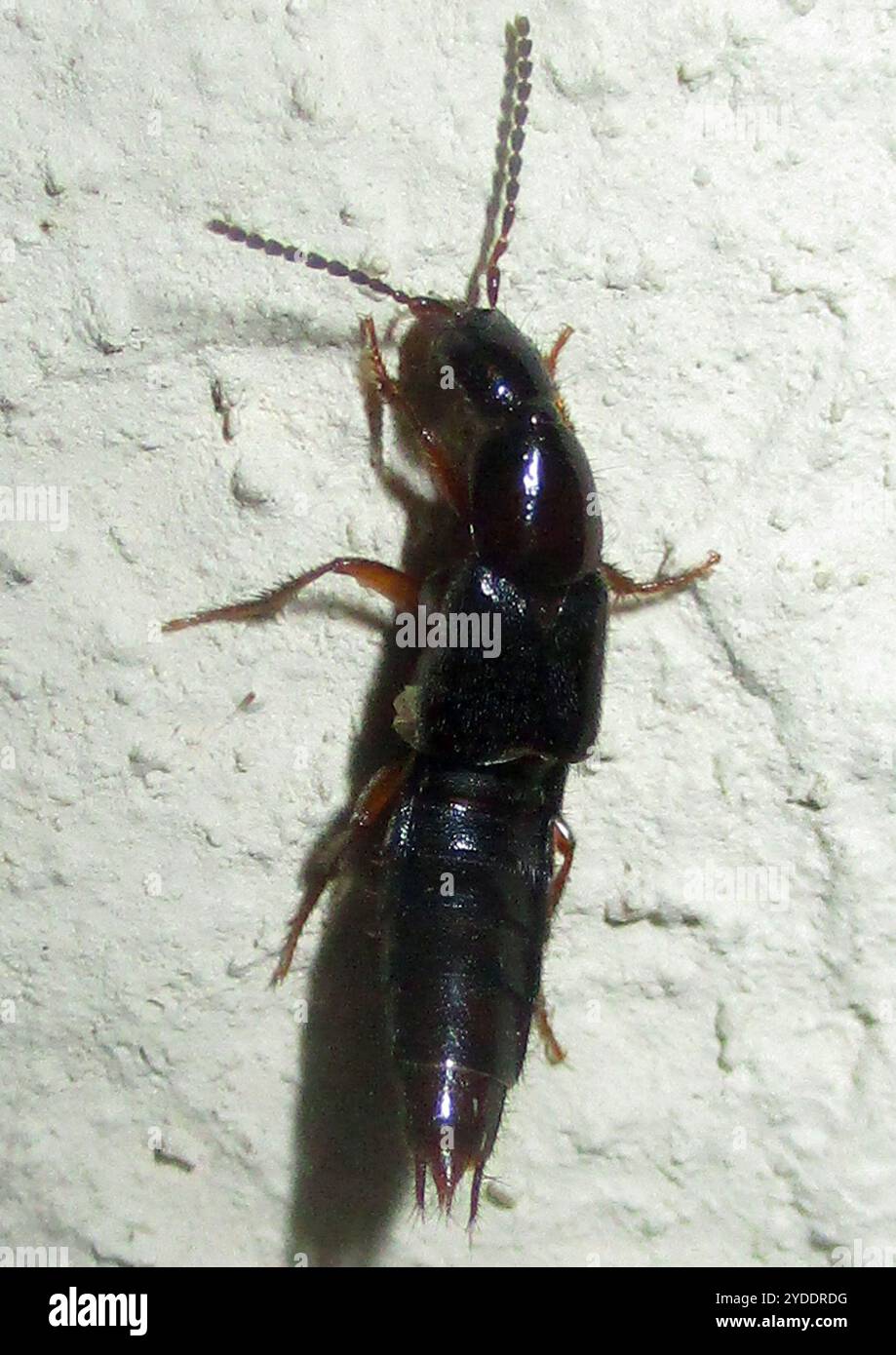 Rove Beetles (Staphylinidae Stock Photo - Alamy