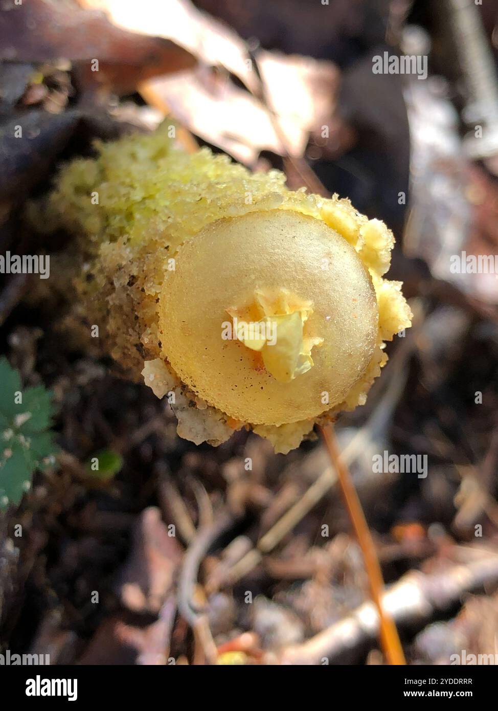 Calostoma hi-res stock photography and images - Alamy