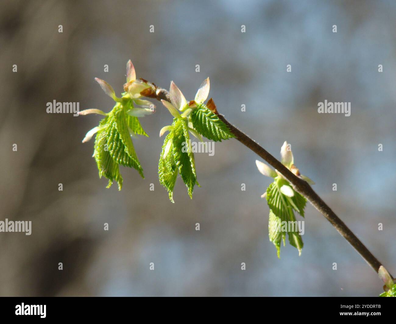 Norway maple (Acer platanoides Stock Photo - Alamy