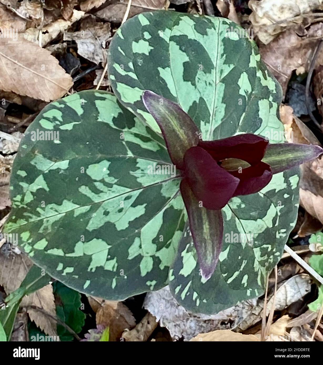 Little Sweet Betsy (Trillium cuneatum Stock Photo - Alamy