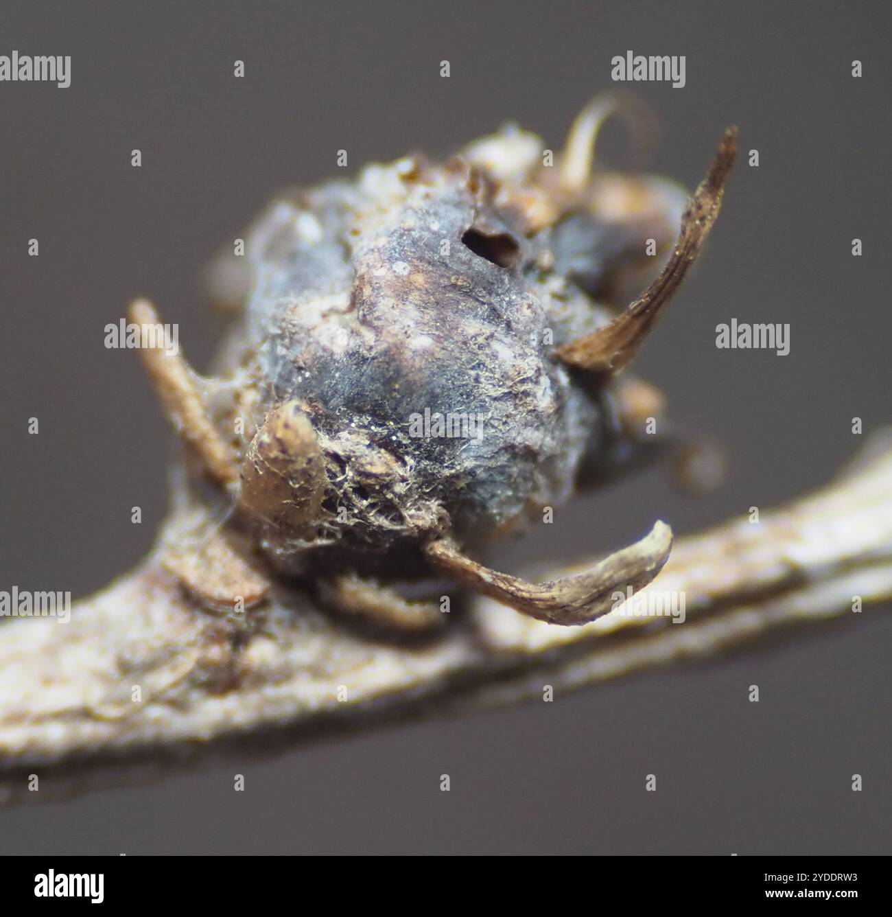 Oak potato gall (Neuroterus quercusbatatus Stock Photo - Alamy