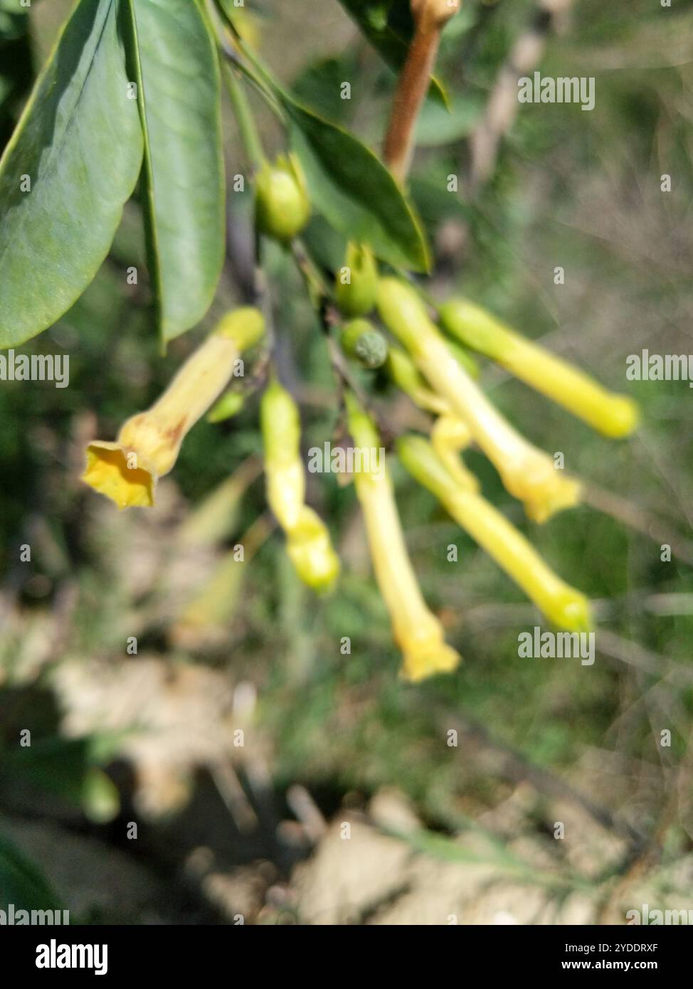 tree tobacco (Nicotiana glauca Stock Photo - Alamy