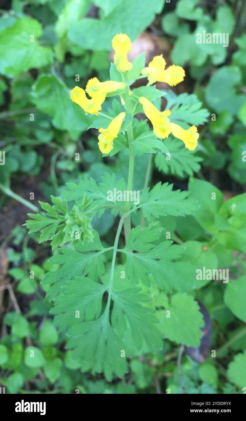 Yellow Corydalis (Corydalis flavula Stock Photo - Alamy
