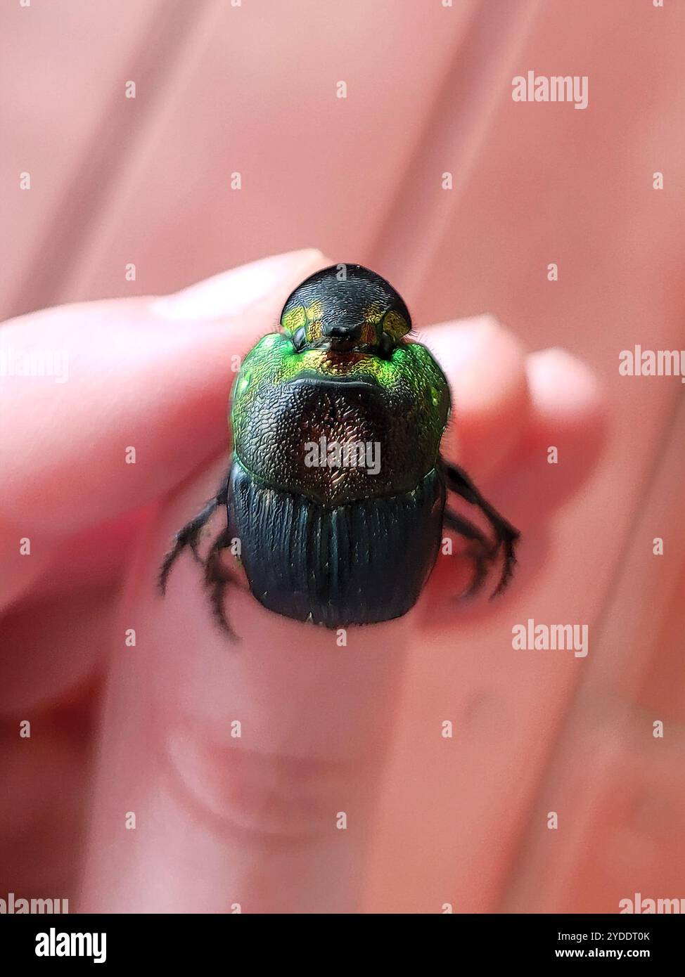 Rainbow Scarab (Phanaeus vindex Stock Photo - Alamy