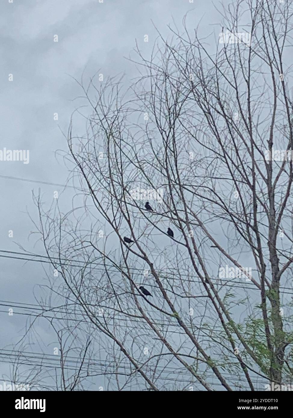 New World Blackbirds and Orioles (Icteridae Stock Photo - Alamy