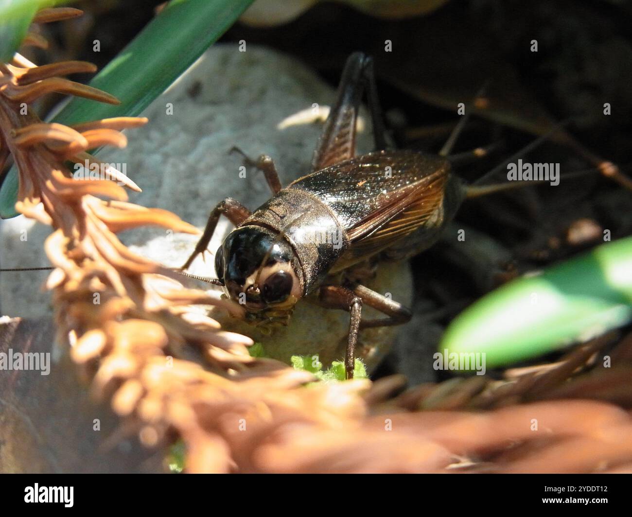 Teleogryllus hi-res stock photography and images - Alamy
