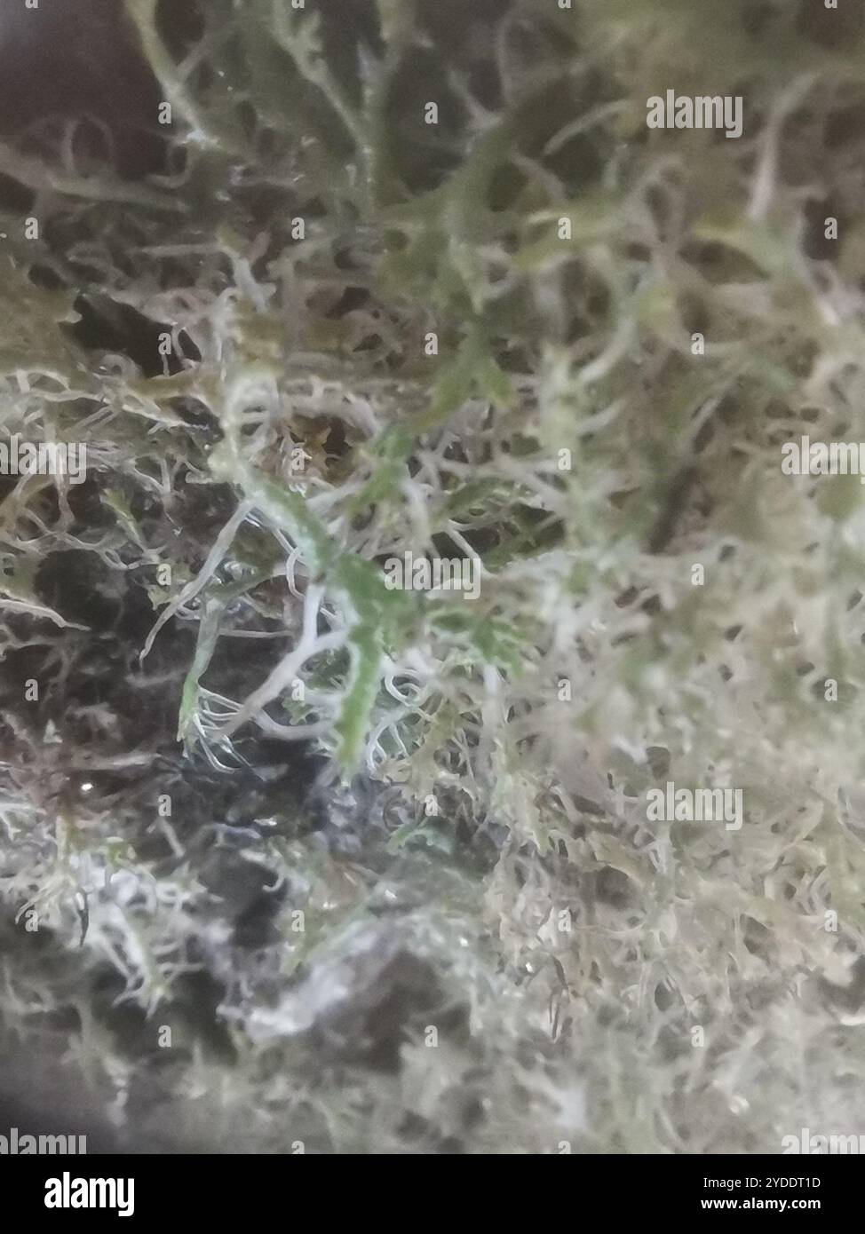 Great Ciliated Lichen (Anaptychia ciliaris Stock Photo - Alamy