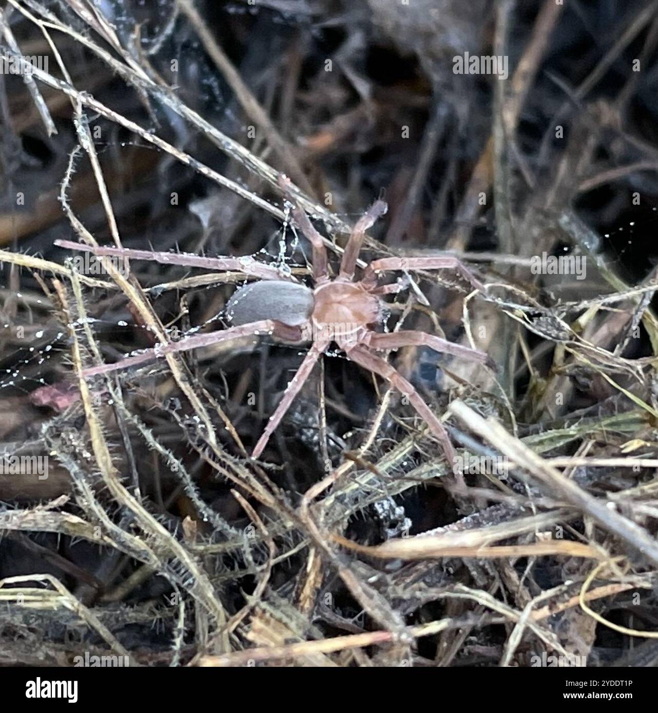 False Wolf Spiders (Zoropsidae Stock Photo - Alamy