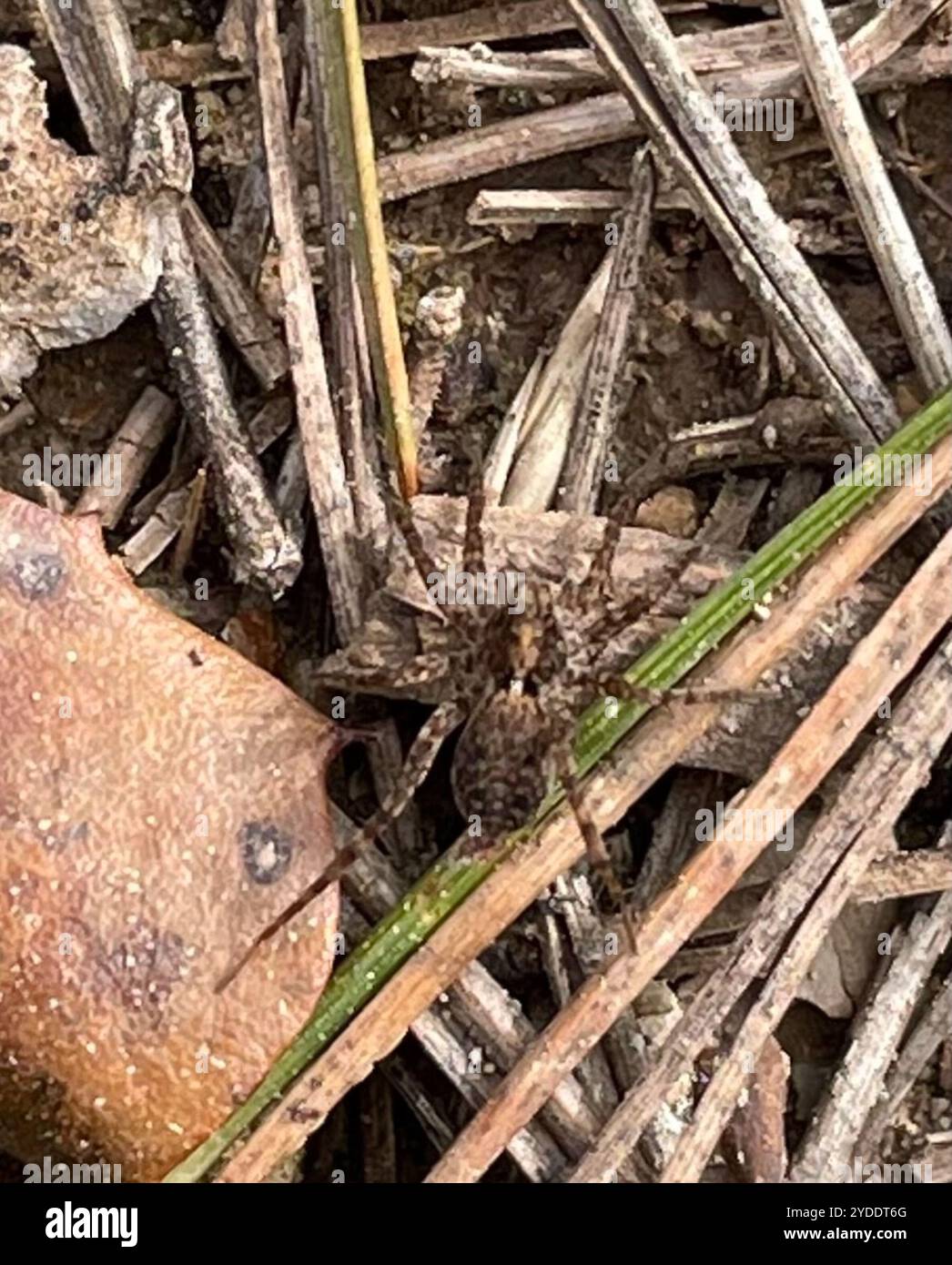 Thin-legged Wolf Spiders (Pardosa Stock Photo - Alamy