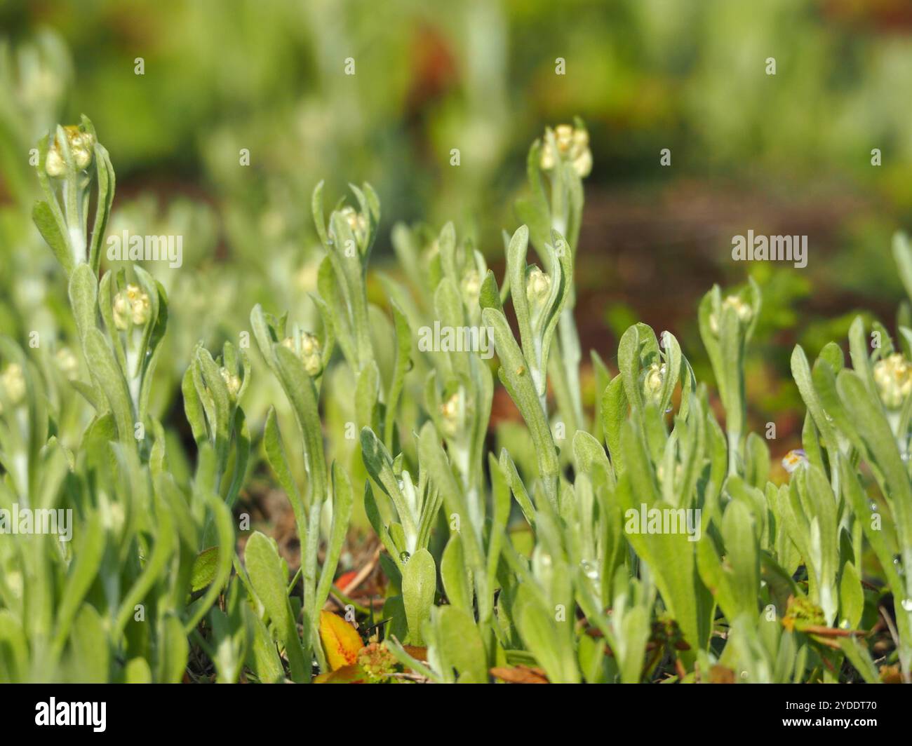 Cotton Weed (Pseudognaphalium affine Stock Photo - Alamy