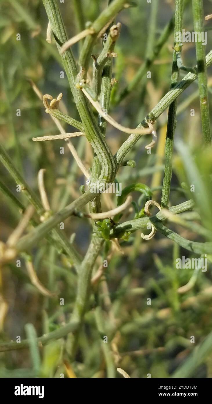 Cheesebush (Ambrosia salsola Stock Photo - Alamy