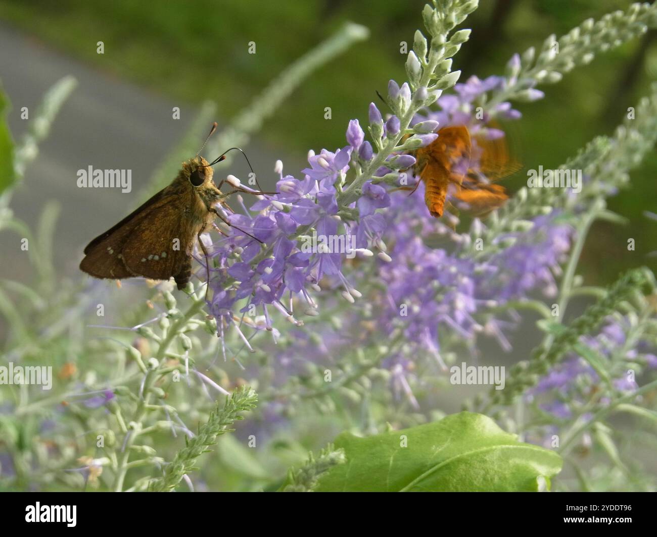 Common Straight Swift (Parnara guttata Stock Photo - Alamy