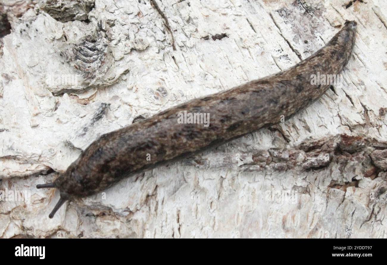 Changeable Mantleslug (Megapallifera mutabilis Stock Photo - Alamy