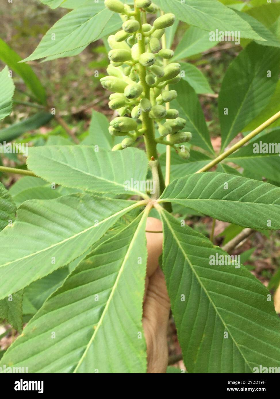 painted buckeye (Aesculus sylvatica Stock Photo - Alamy