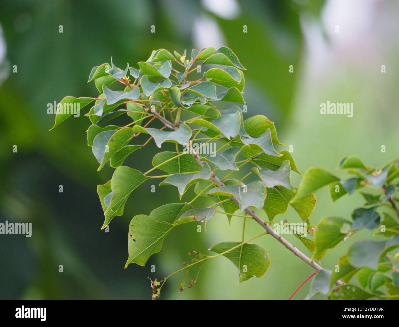 Chinese Tallow (Triadica sebifera Stock Photo - Alamy