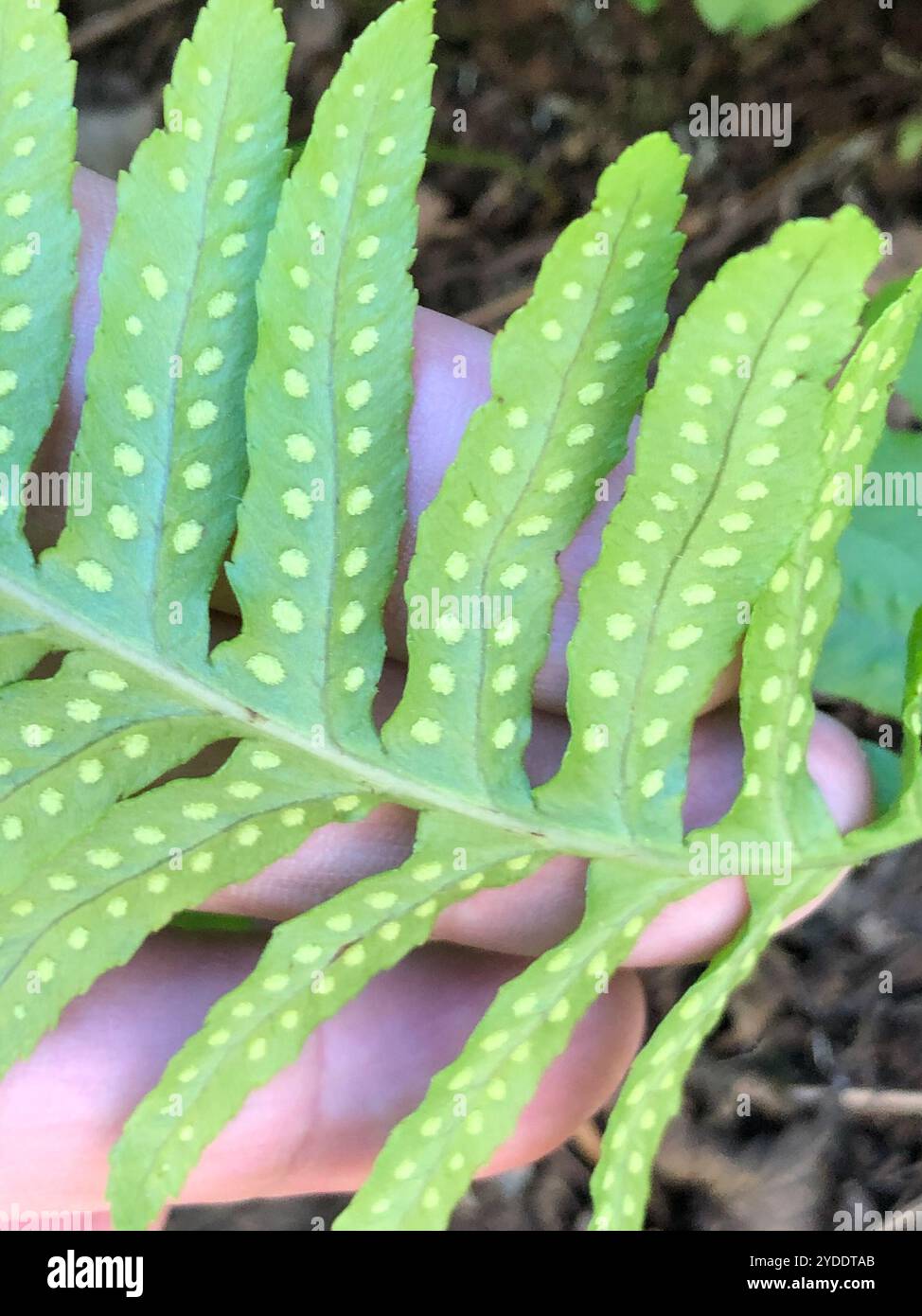 California Polypody (Polypodium californicum Stock Photo - Alamy