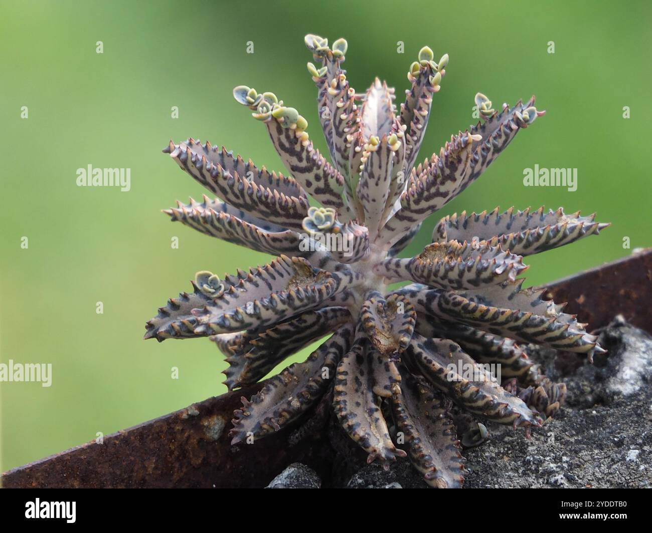 Alligator plant (Kalanchoe × houghtonii Stock Photo - Alamy