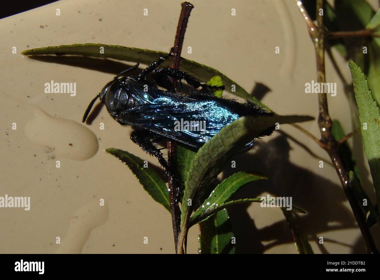 Blue Flower Wasp (Austroscolia soror Stock Photo - Alamy