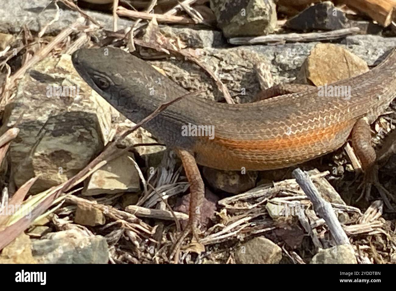Open-litter Rainbow Skink (Carlia pectoralis Stock Photo - Alamy