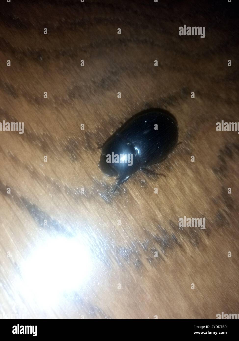 Scarabaeiformia hi-res stock photography and images - Alamy