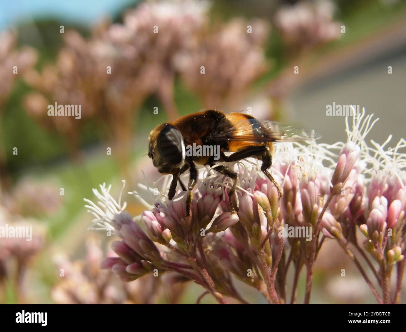 Phytomia zonata hi-res stock photography and images - Alamy