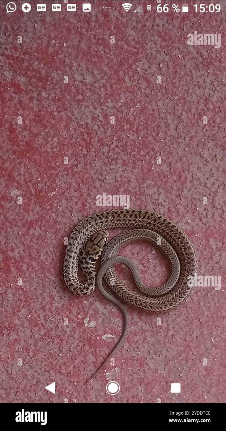 Patagonian Racer (Philodryas patagoniensis Stock Photo - Alamy