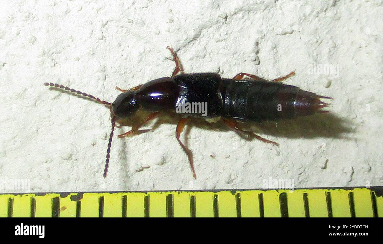 Rove Beetles (Staphylinidae Stock Photo - Alamy