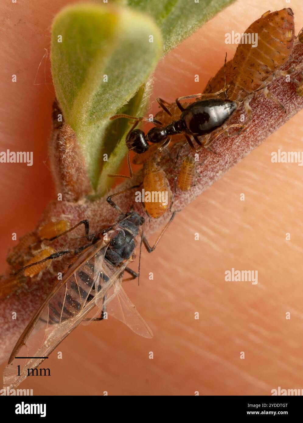 American Winter Ant (Prenolepis imparis Stock Photo - Alamy