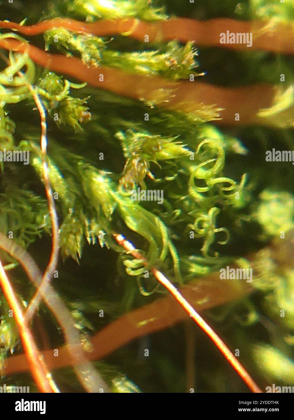 Flat-brocade Moss (Platygyrium repens Stock Photo - Alamy
