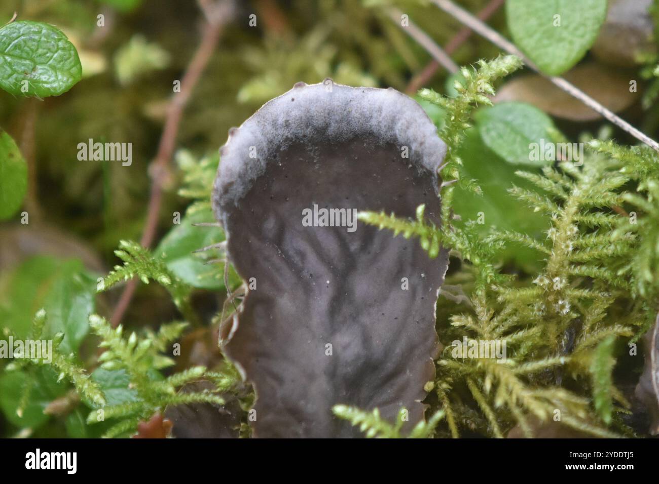 membranous pelt lichen (Peltigera membranacea Stock Photo - Alamy