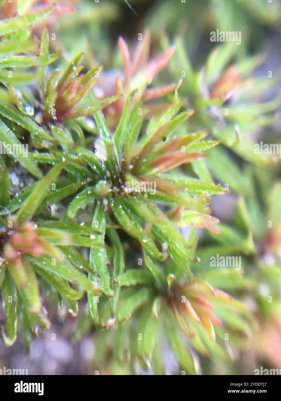 lesser smoothcap (Atrichum angustatum Stock Photo - Alamy