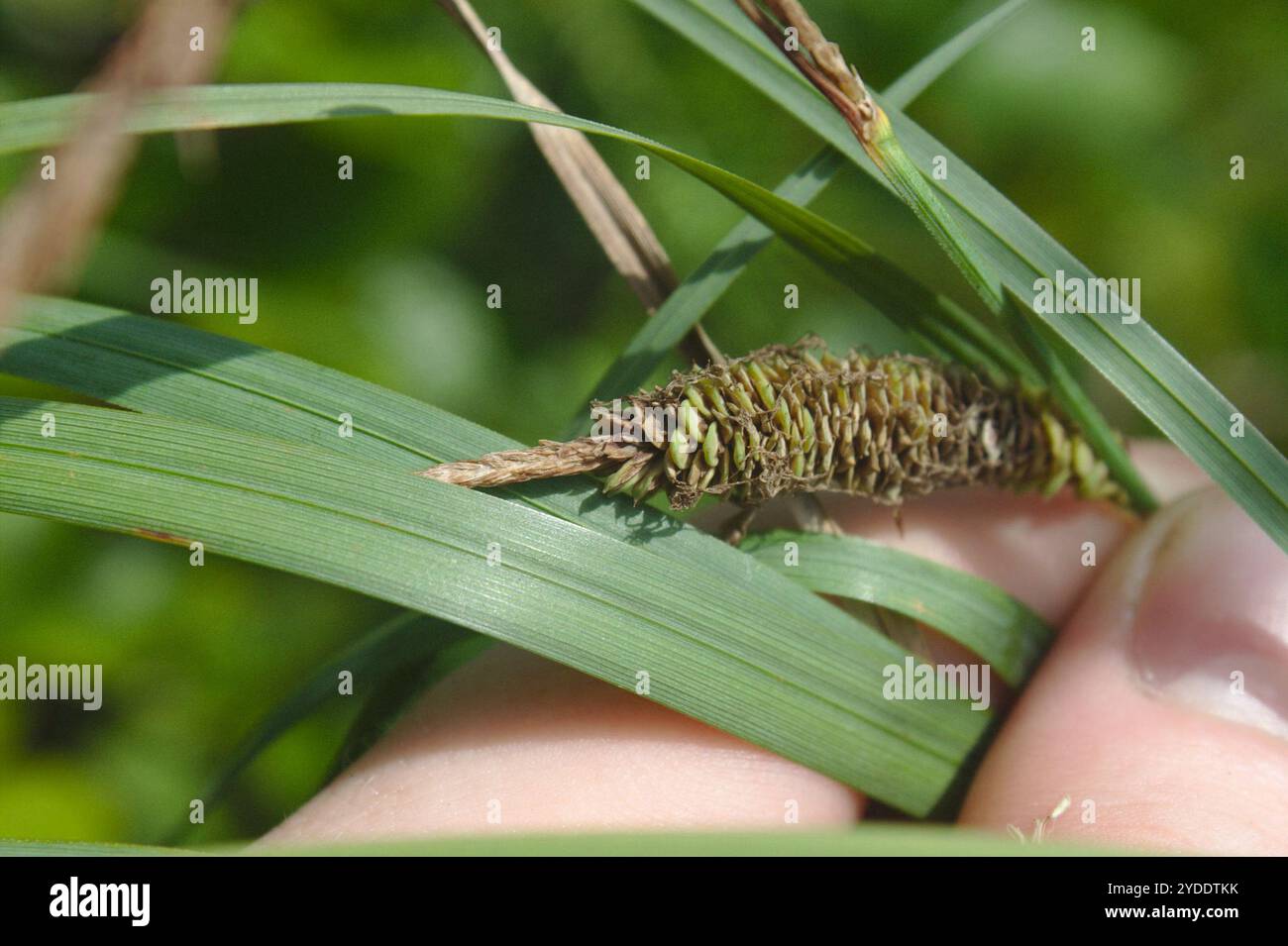water sedge (Carex aquatilis Stock Photo - Alamy