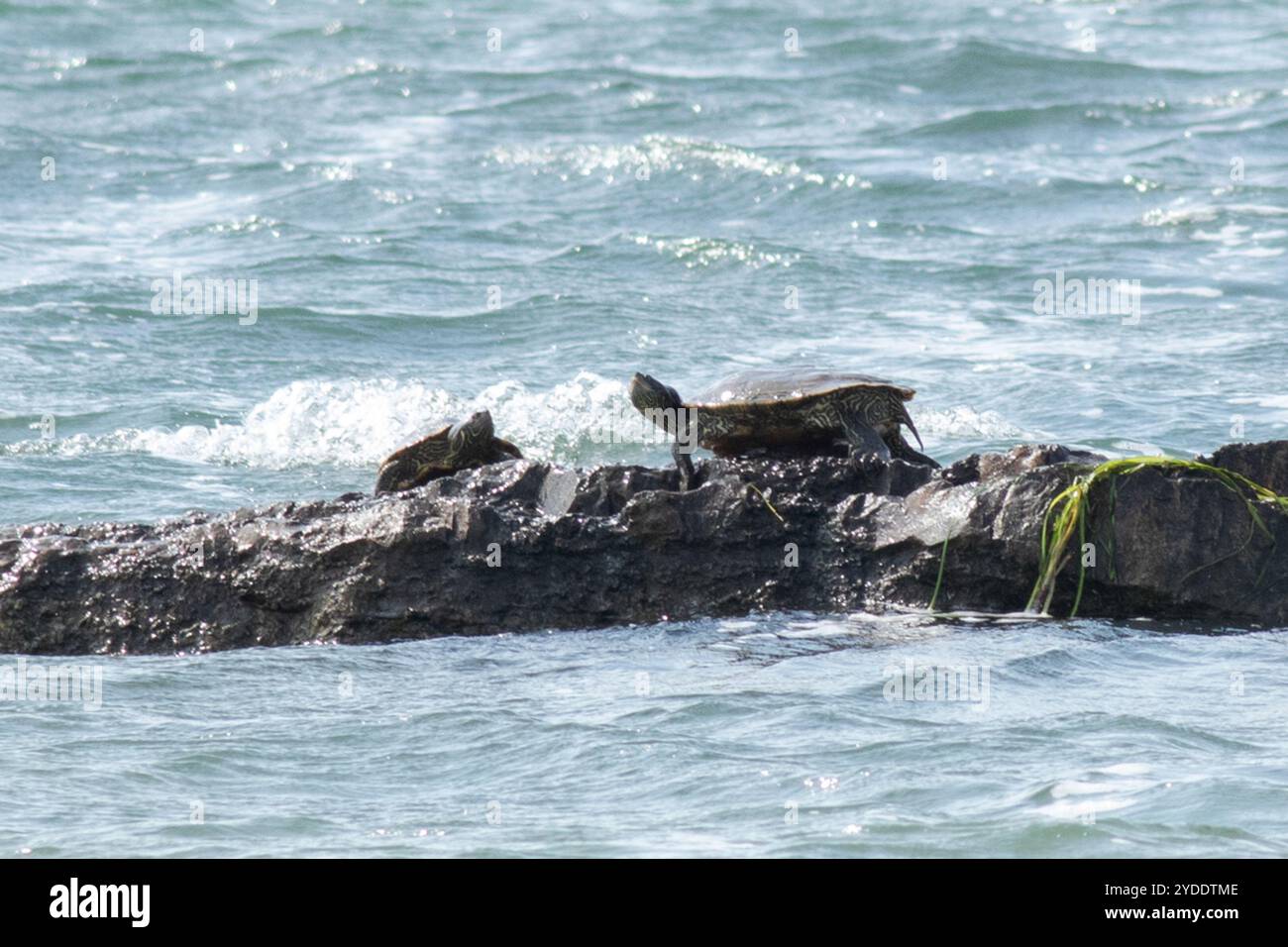 Northern Map Turtle (Graptemys geographica Stock Photo - Alamy