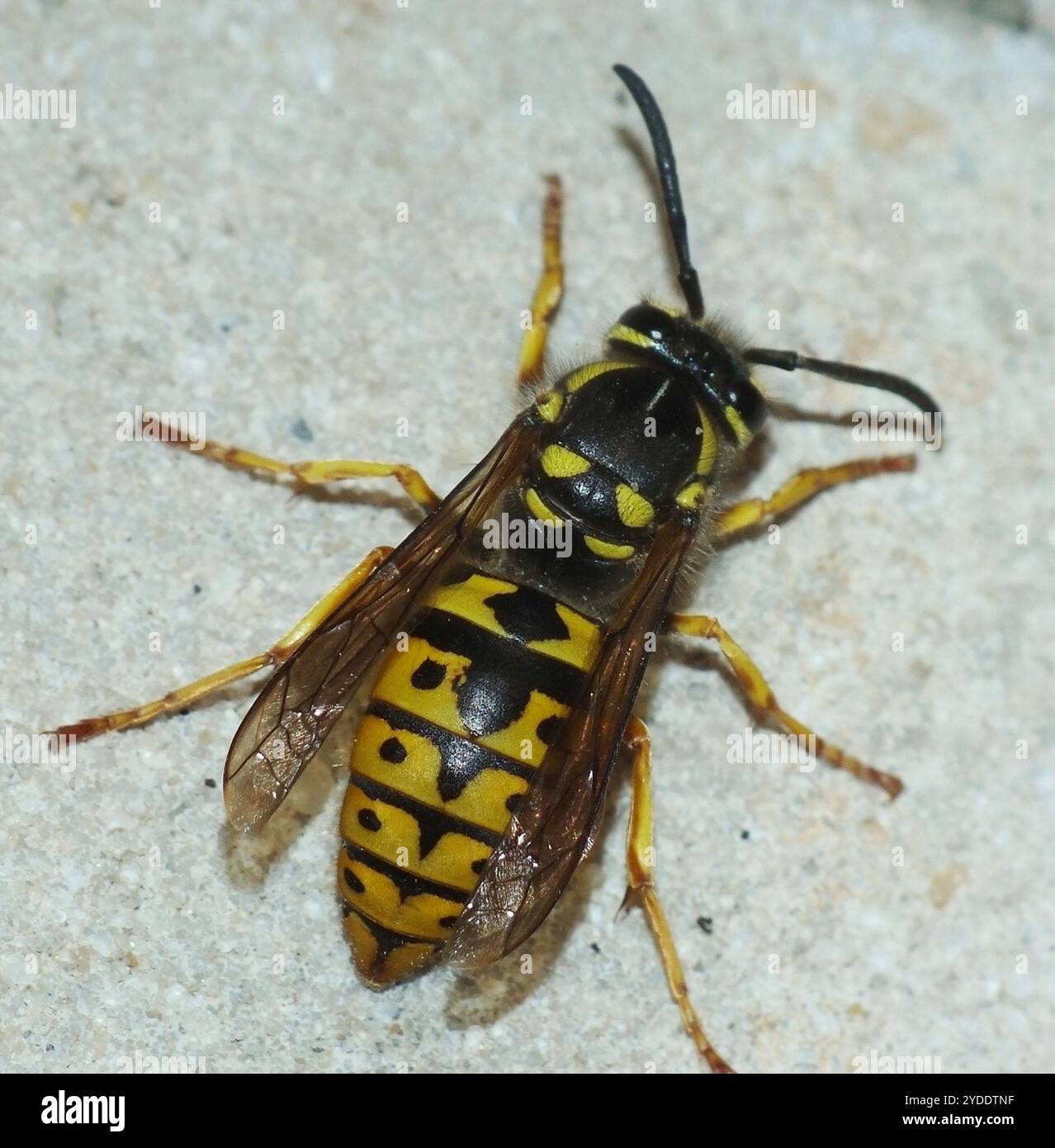 German Yellowjacket (Vespula germanica Stock Photo - Alamy