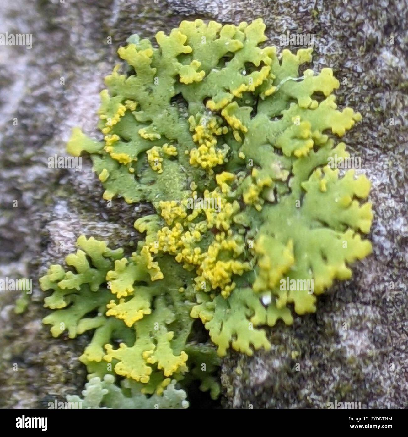 common lichens (Lecanoromycetes Stock Photo - Alamy