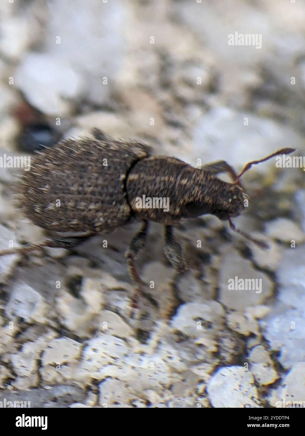 Clover Weevil (Sitona hispidulus Stock Photo - Alamy