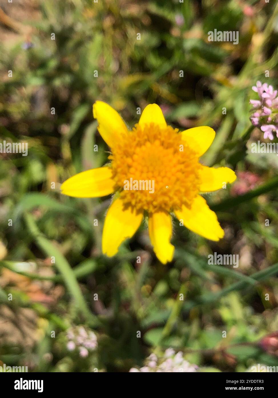 California goldfields (Lasthenia californica Stock Photo - Alamy