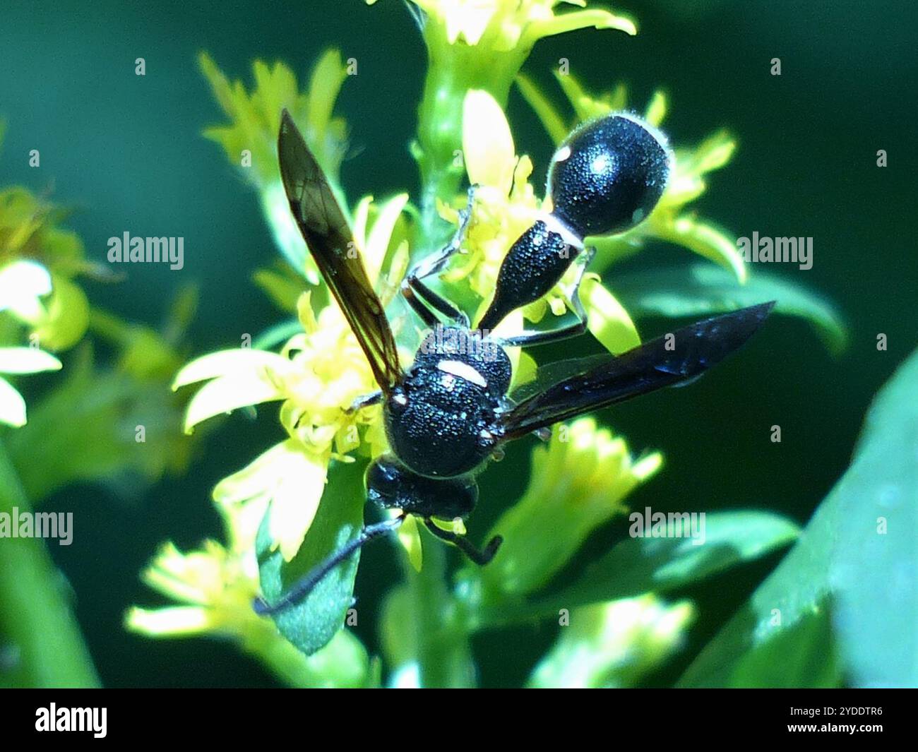 Fraternal Potter Wasp (Eumenes fraternus Stock Photo - Alamy