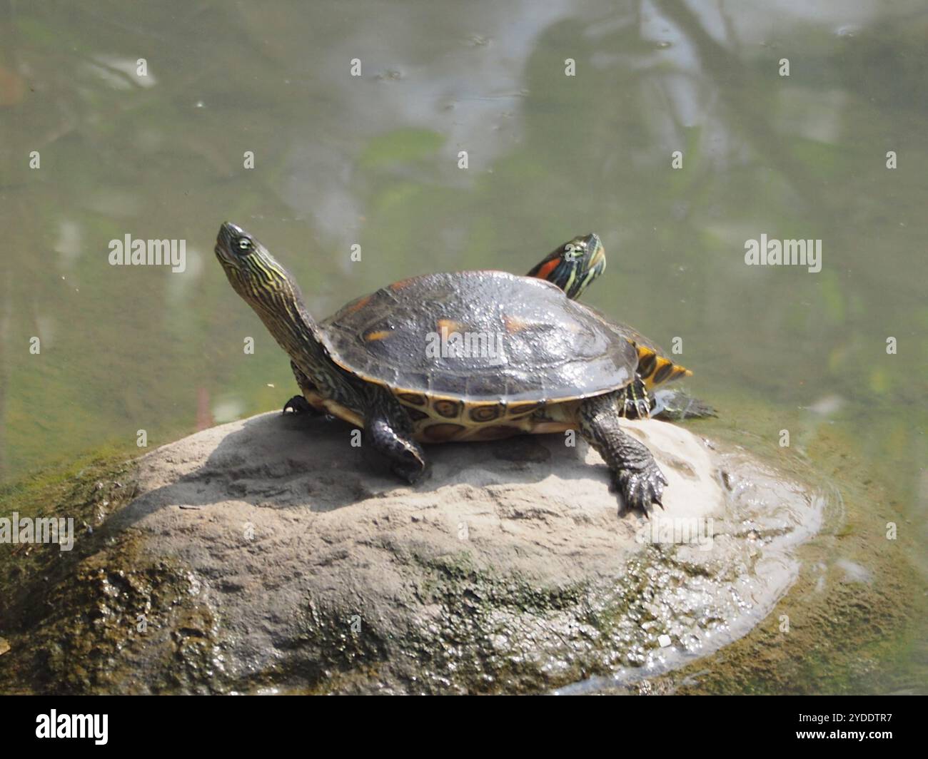 Common thread turtle (Mauremys sinensis Stock Photo - Alamy